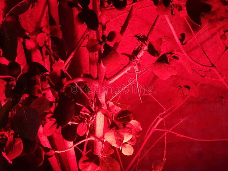 Tree Red Night Dark Light Leaves Nature Stock Image - Image of light ...