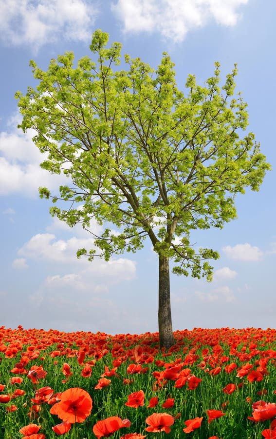 Tree with red poppy field. stock photo. Image of plain - 53901054