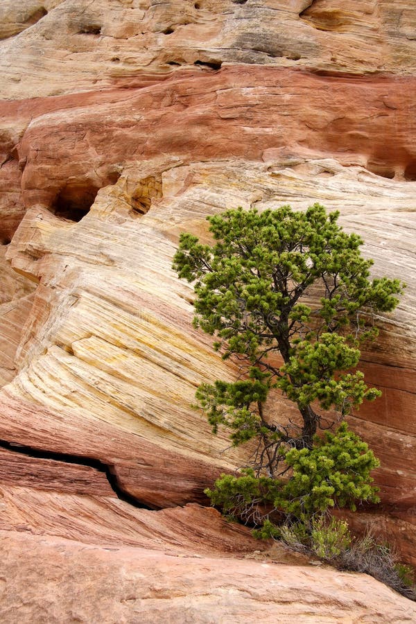 Tree Among Red Rocks stock image. Image of jagged, terrain - 19604813
