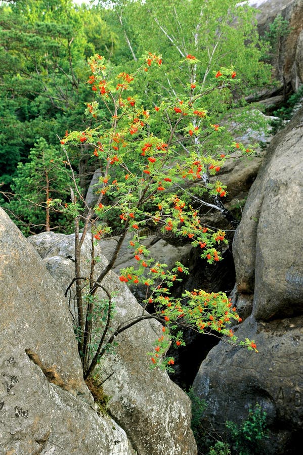 Tree with Red Rowan Berries Growing among the Rocks Stock Image - Image ...