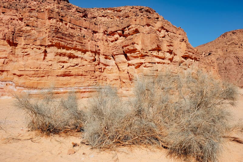 The Tree between Red Sand Rocks Stock Photo - Image of mushroom ...