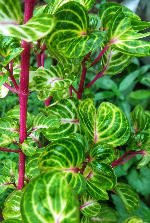 Tree with red trunk stock photo. Image of flora, trunk - 209159086