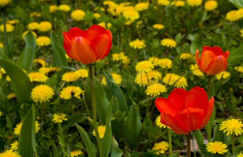 Tree in Field stock image. Image of leaves, seasonal, alone - 643245