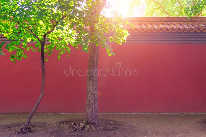A Tree on the Red Wall of Beijing Stock Photo - Image of asia, warm ...
