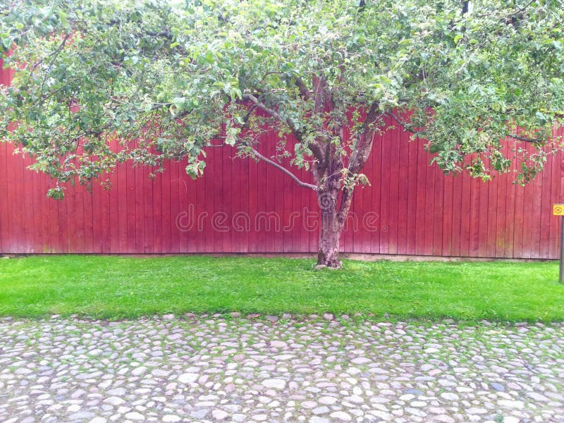 A tree by a red wall stock image. Image of grass, wall - 134717113
