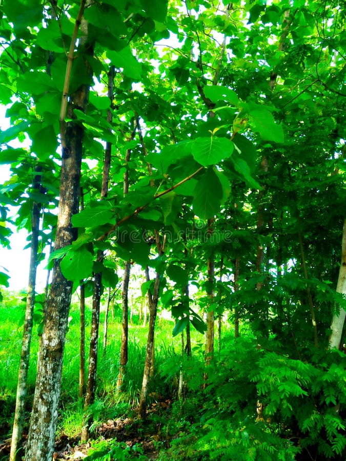 Teak Trees in an Agricultural Forest in Kerala India Stock Image ...
