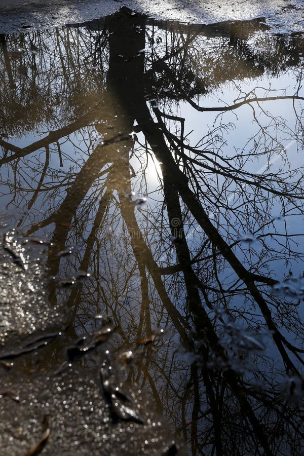 Tree reflected in puddle stock image. Image of contour - 67489959