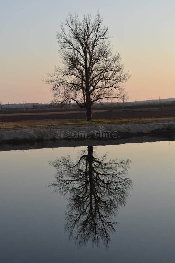 Tree reflected in water stock image. Image of trunk, branch - 81462275
