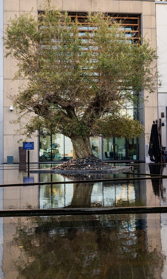 Tree Reflected in Water Feature at JBR District of Dubai Stock Photo ...
