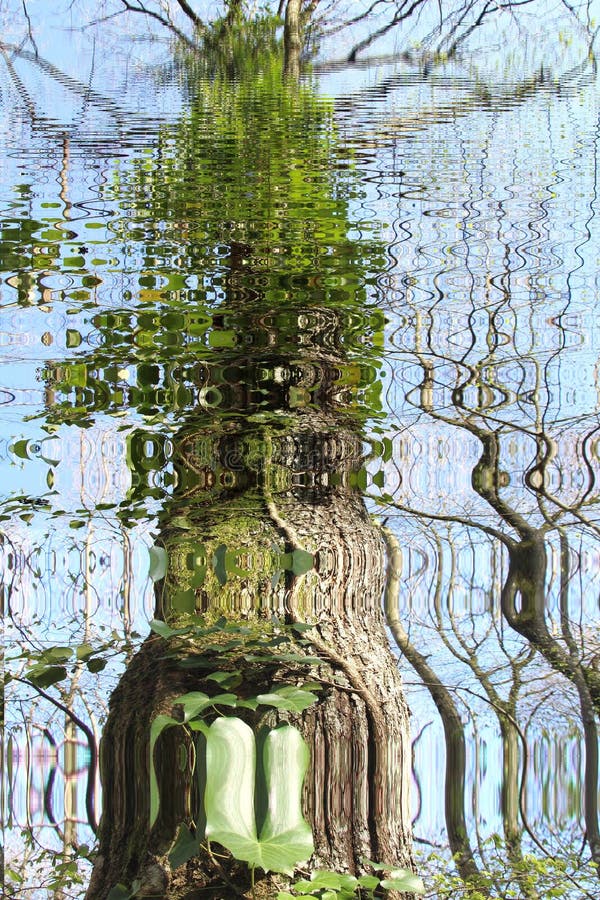 A tree reflected in water stock photo. Image of leaves - 216410816
