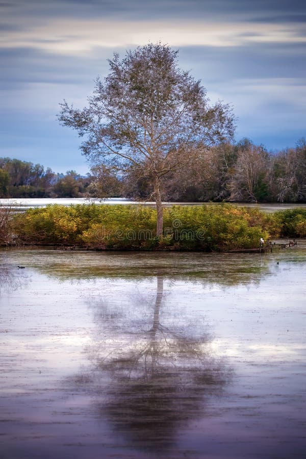 Tree Reflected in the Water of the Lake Stock Photo - Image of specular ...