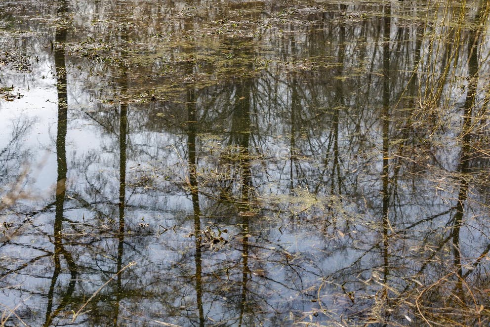 Reflection of a Tree in the Water of a Small Pond Stock Image - Image ...
