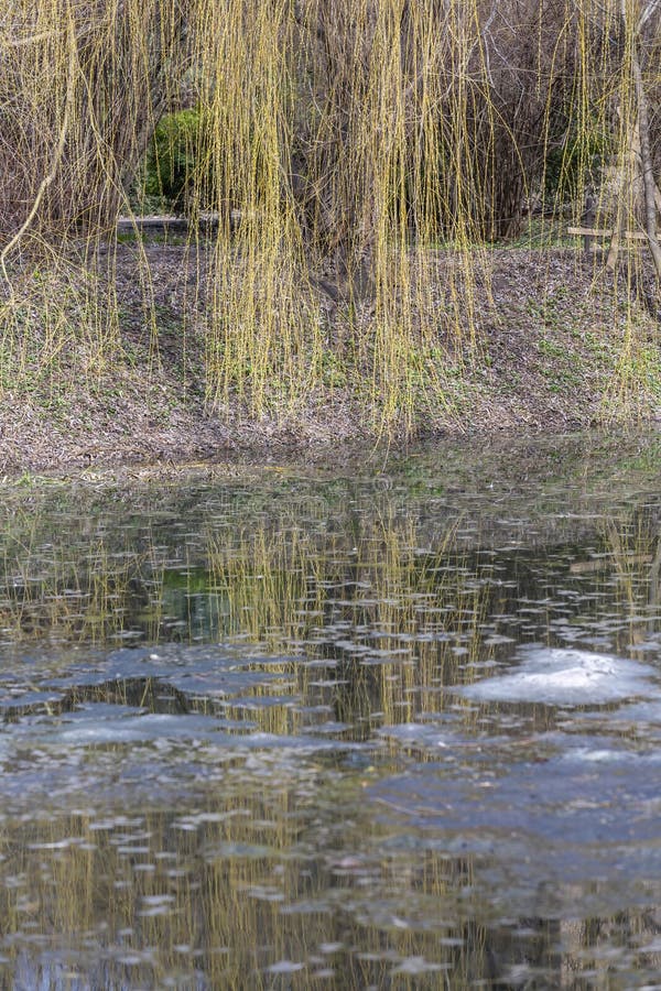 Reflection of a Tree in the Water of a Small Pond Stock Image - Image ...