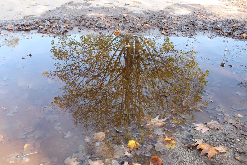 Tree Reflecting in a Muddy Puddle of Water Stock Image - Image of ...