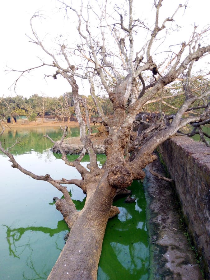 A Tree is Reflecting Over Water As it is Now Photo Stock Photo - Image ...