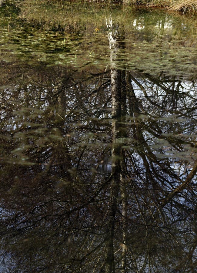 Tree Reflecting in a Pond stock photo. Image of blue - 302416470