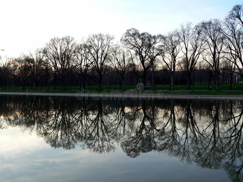 Tree and Reflecting Pool at Lincoln Memorial in Washington DC Stock ...