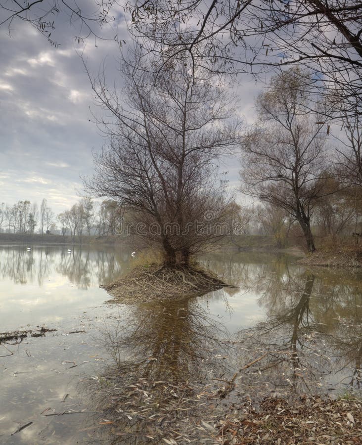 Tree Reflection stock image. Image of beauty, snow, summer - 11819249