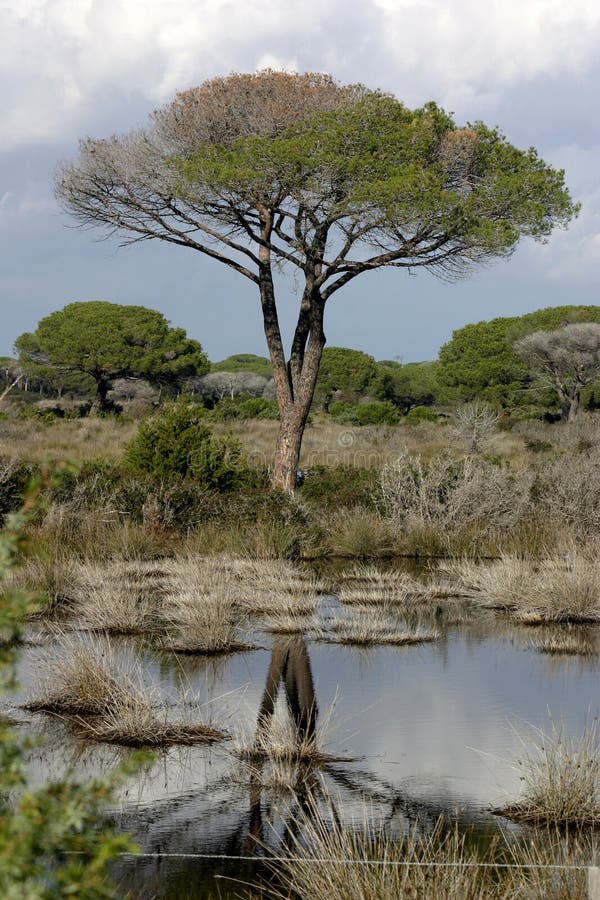 Tree Reflection Picture. Image: 2044876