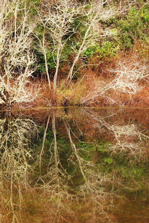 Tree Reflection stock photo. Image of water, season, country - 28084222