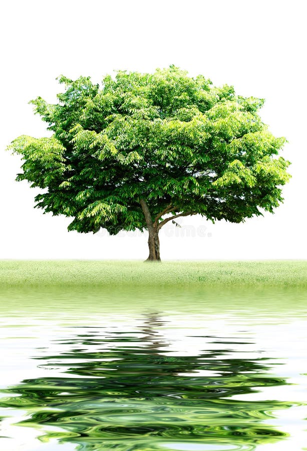 Tree reflection stock photo. Image of reflection, summertime - 7283330