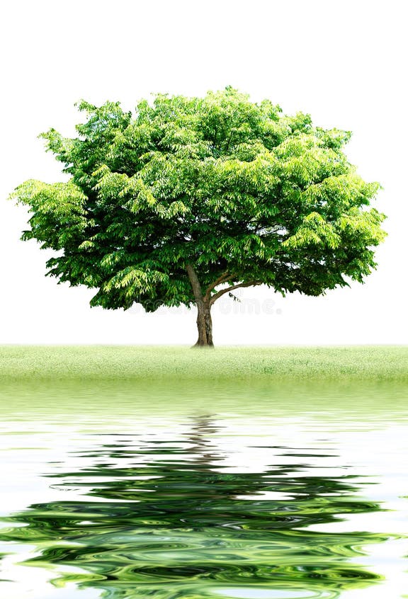 Tree reflection stock photo. Image of reflection, summertime - 7283330