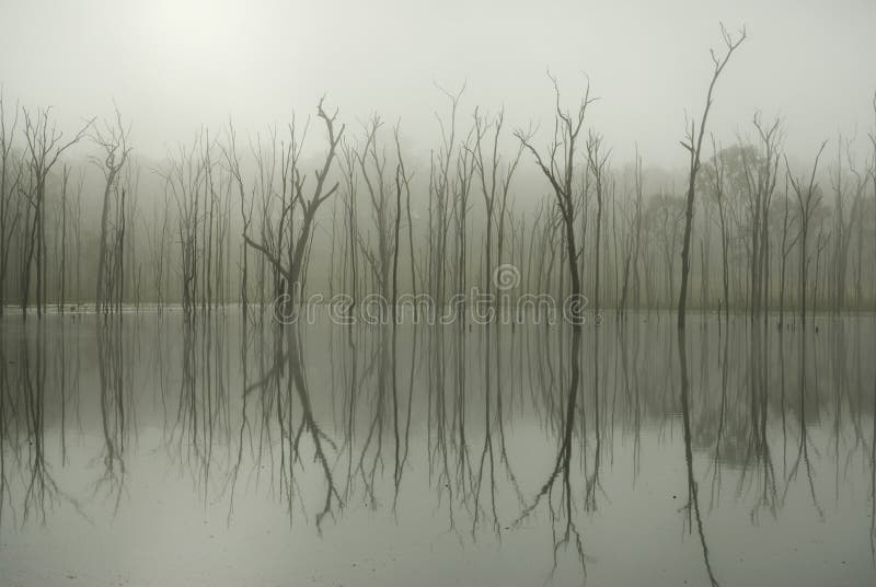 Tree Reflection stock image. Image of nature, swamp, wild - 8181459