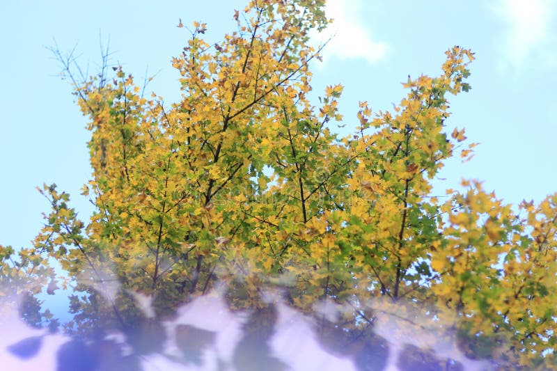 Reflection of an Autumn Tree Stock Image - Image of leaves, tree: 130119987