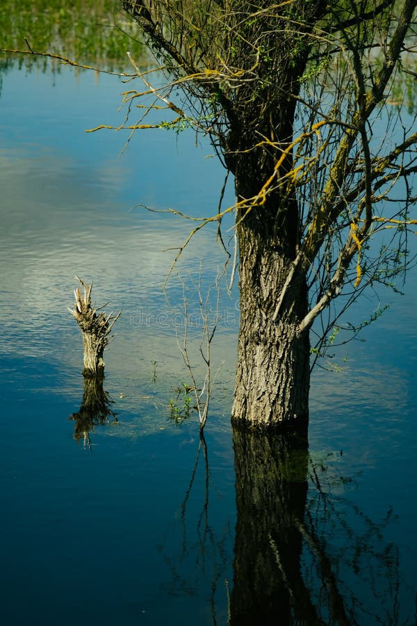 Tree Reflection in Blue Water. Summer Swamp Stock Photo - Image of ...