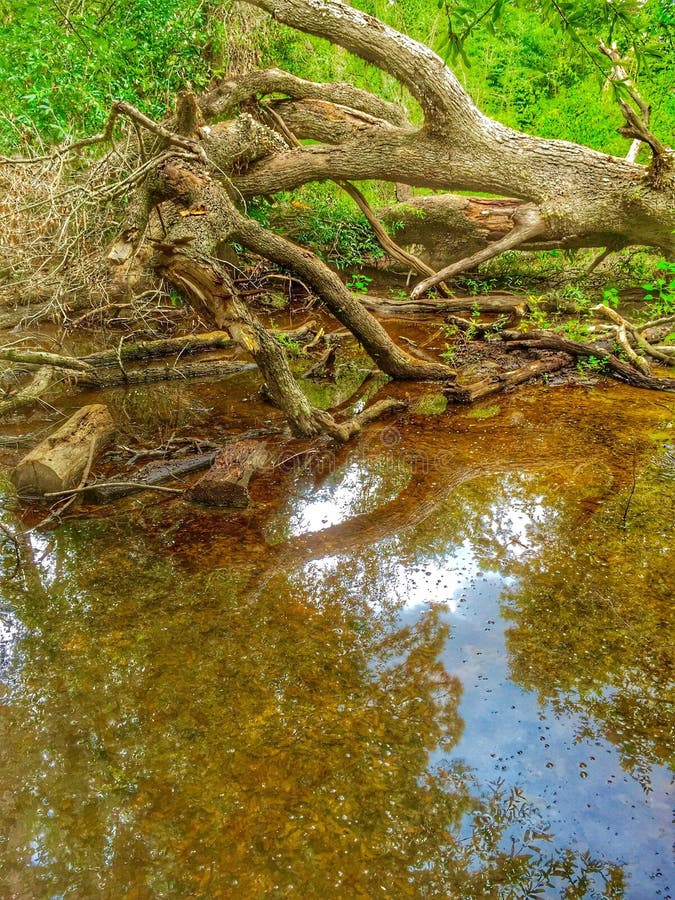 Tree Reflection stock photo. Image of puddle, nature - 76213008