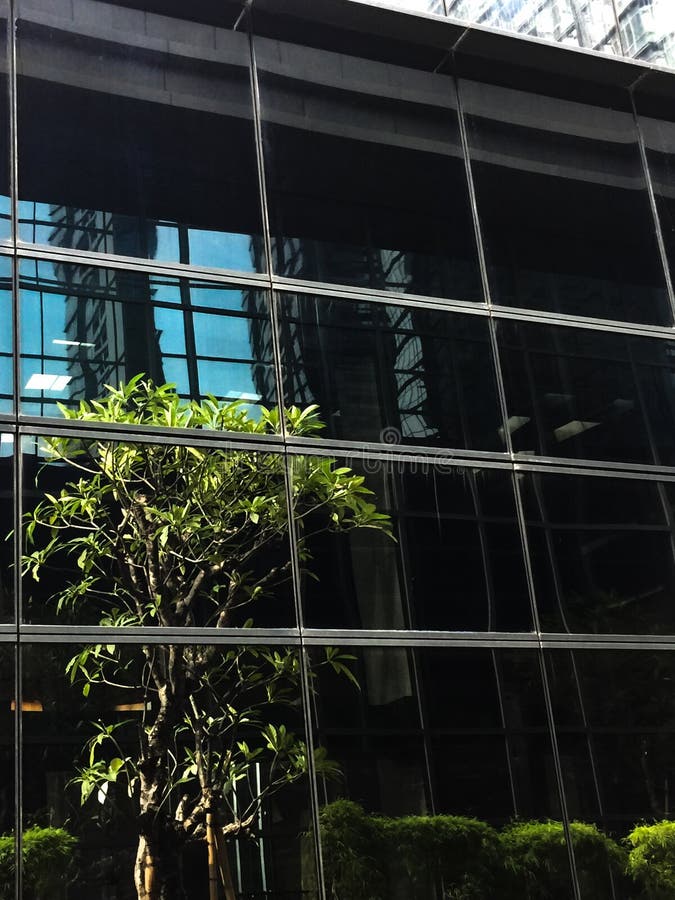 Tree Reflection on a High-rise Building Window Stock Photo - Image of ...