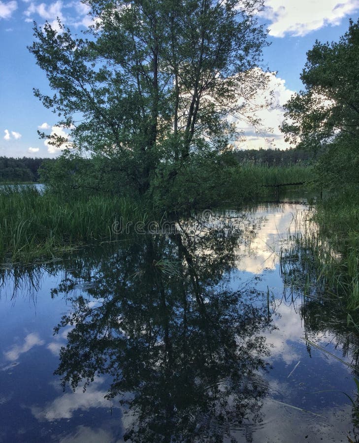 Tree reflection in lake stock photo. Image of tree, reflection - 86089450