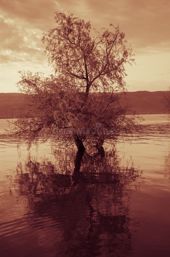 A tree reflection on lake stock photo. Image of outdoor - 104494336
