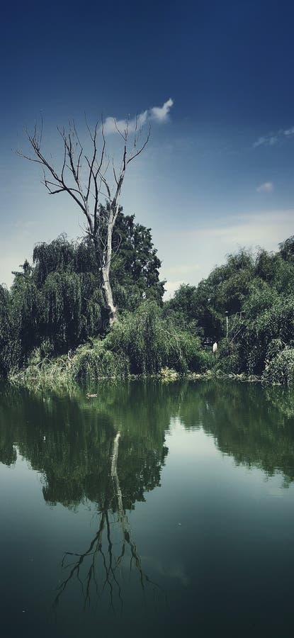 Tree with reflection stock photo. Image of reflection - 165387824