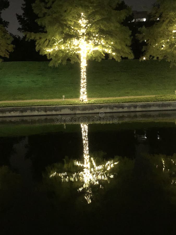 Tree reflection stock photo. Image of night, water, reflection - 120202814