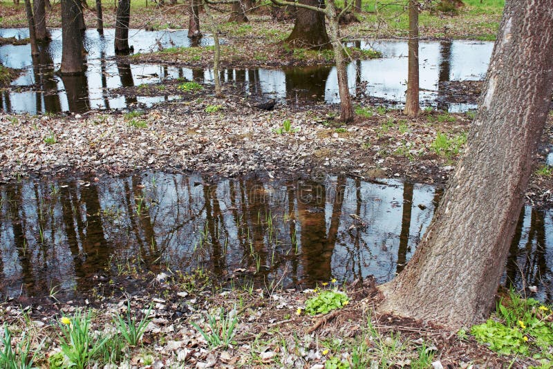 Tree Reflection in the Pond Stock Photo - Image of waiting, tranquile ...