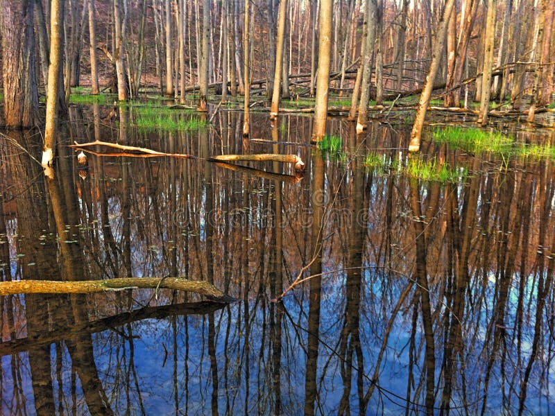 Tree reflection in pond stock photo. Image of color, shallow - 46615960