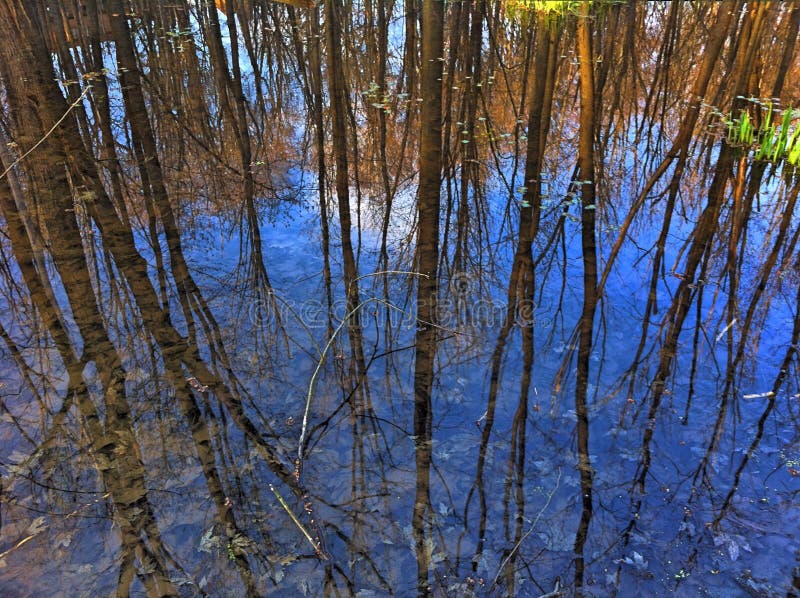 Tree reflection in pond stock photo. Image of trees, watercourse - 46615962