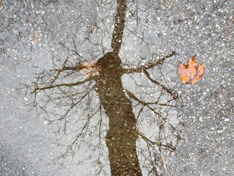 Tree Reflection in Puddle with Fallen Leaf on Wet Ground Stock Photo ...