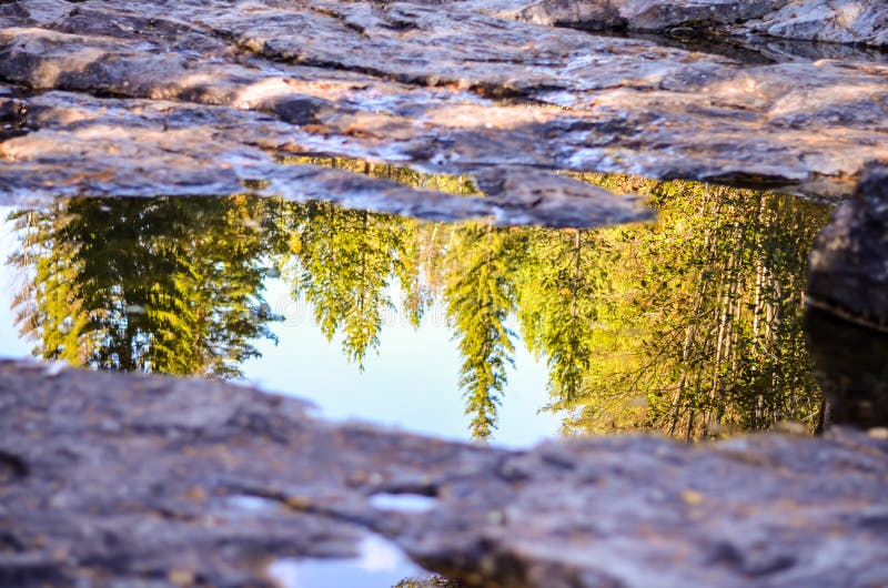 Tree Reflection Puddle Rocky Floor Stock Photos - Free & Royalty-Free ...