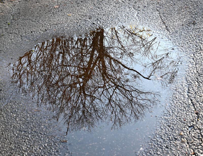 Tree Reflection in Puddle stock image. Image of storm - 180693507