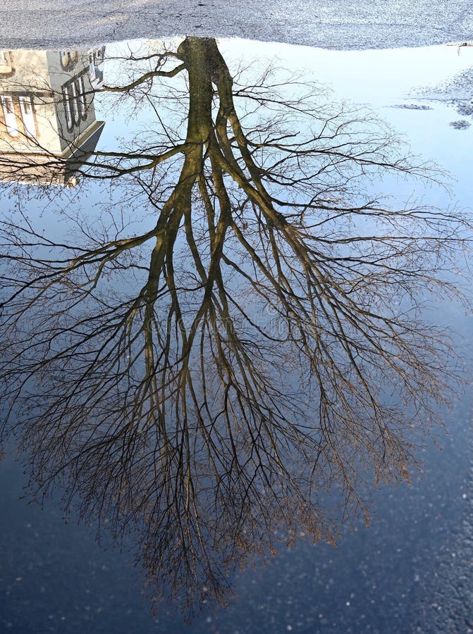 Tree Reflection in Puddle stock image. Image of upside - 180691471
