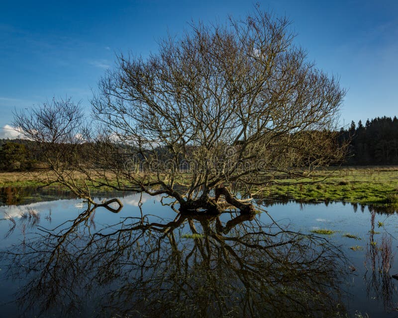 Tree Reflection in Rainwater Stock Photo - Image of morning, natural ...