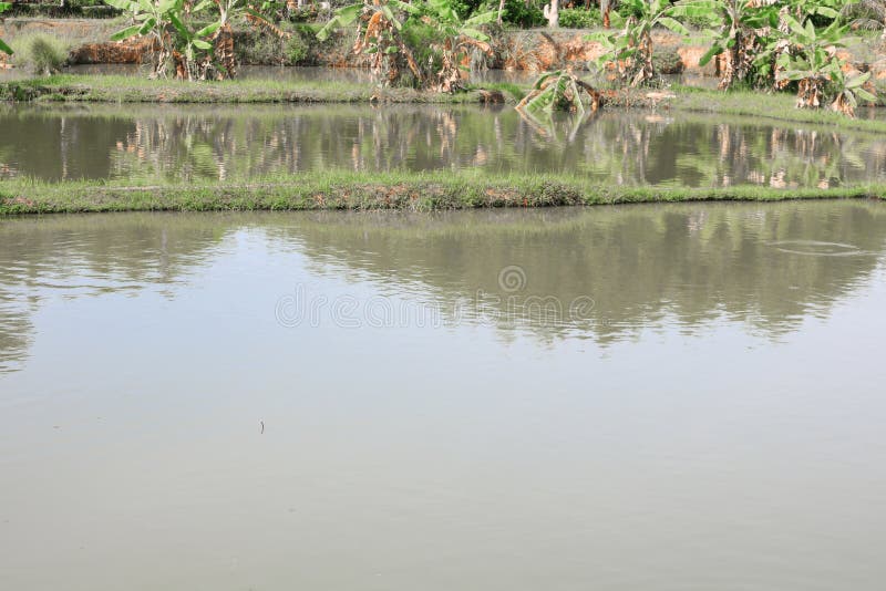 Tree Reflection River Beautiful in Nature Stock Image - Image of ...