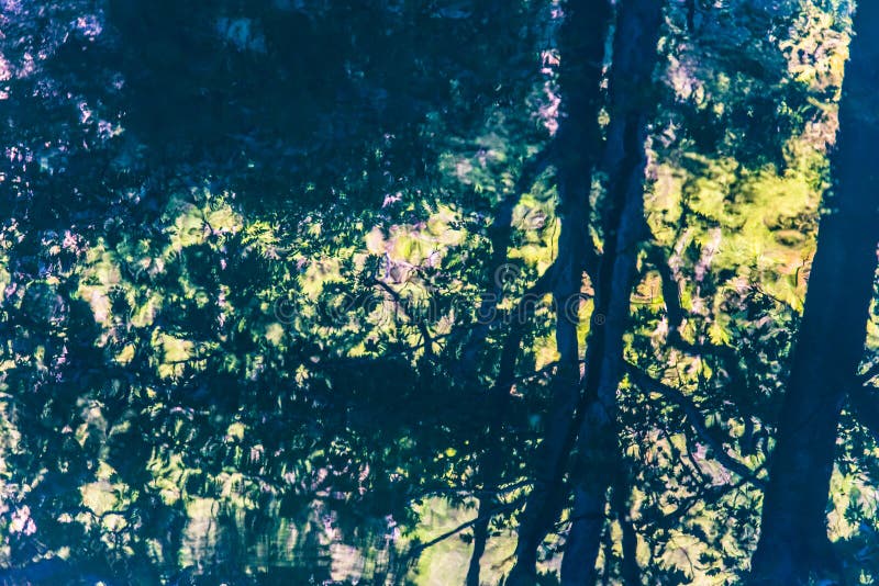 Tree Reflection in the River Stock Image - Image of nature, shrub: 78763281