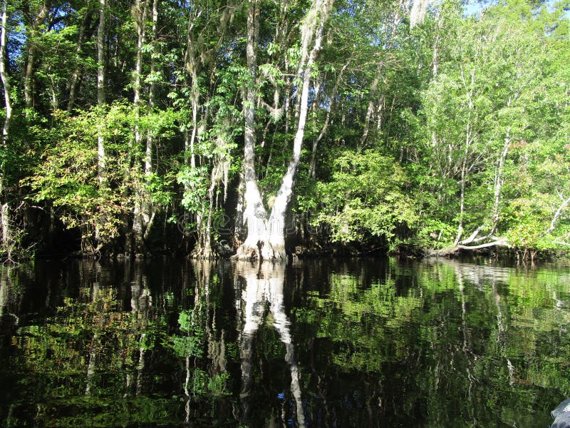 Tree reflection in a river stock photo. Image of florida - 96807950