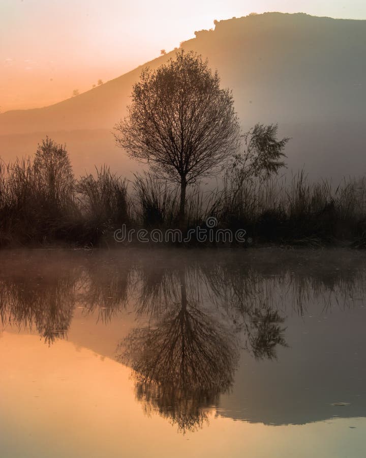 Tree Reflection by the River at Sunrise Stock Photo - Image of ...
