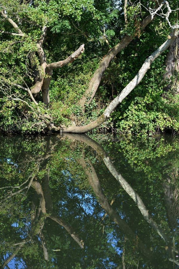 Tree reflection stock image. Image of mirror, lake, reflection - 77887601