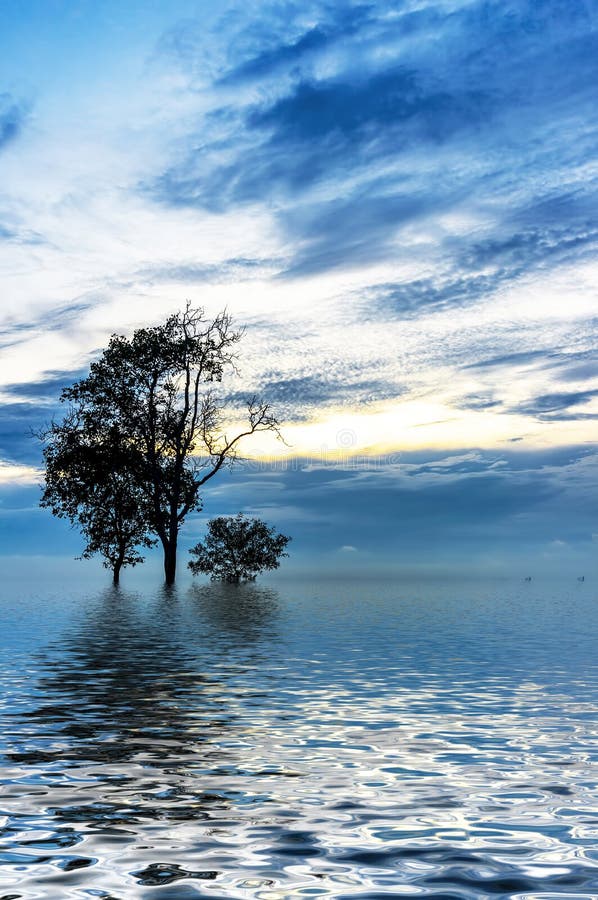 Tree reflection stock photo. Image of orange, alone, water - 44206334