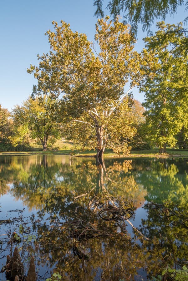 Tree Reflection Spring Grove Cemetery Cincinnati Stock Photo - Image of ...